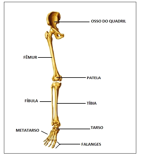 Membros Inferiores: Membro Inferior